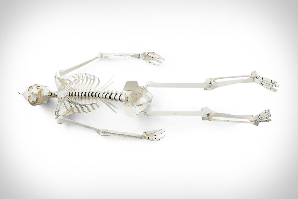 Build Your Own Skeleton | Uncrate