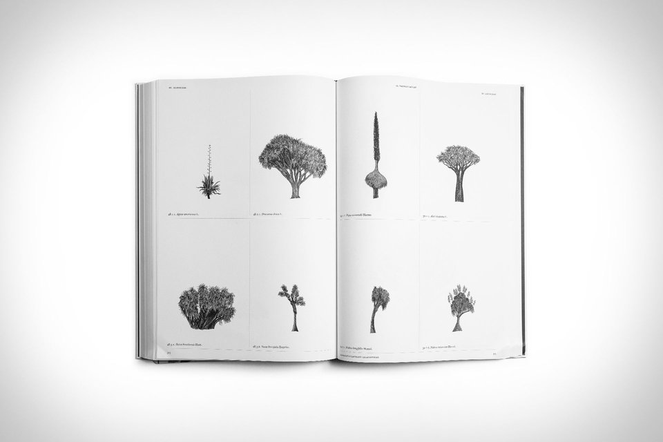 The Architecture of Trees | Uncrate