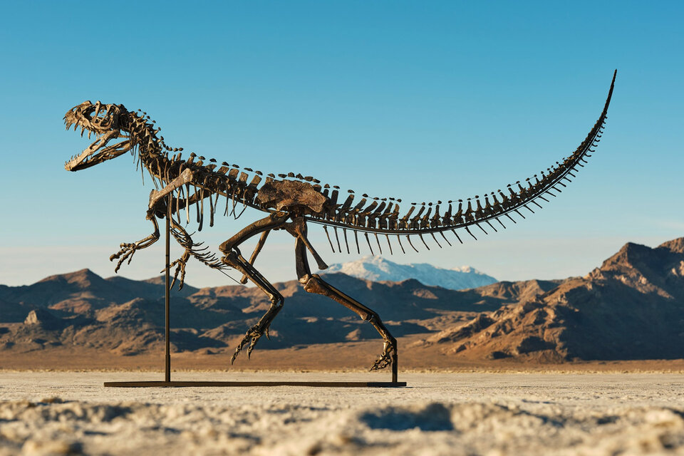 Juvenile Ceratosaurus Skeleton | Uncrate