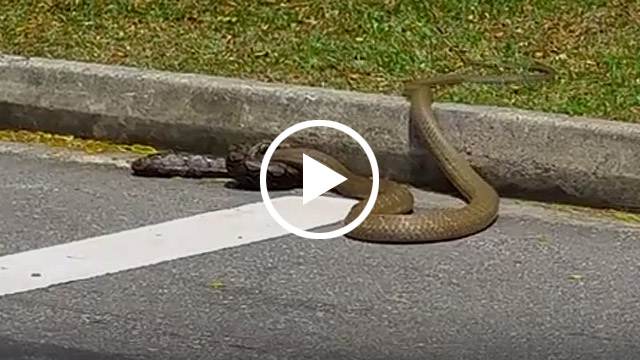 Cobra Vs Python | Uncrate