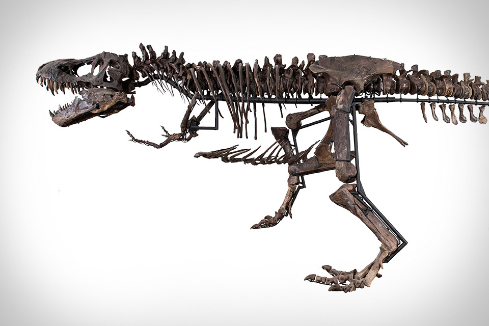 Tyrannosaurus Rex Skeleton | Uncrate