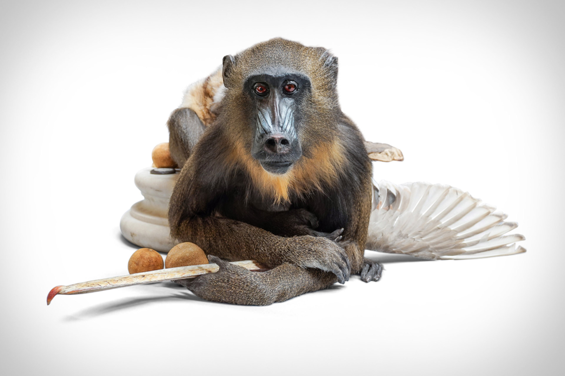 Darwin, Sinke & Van Tongeren Fine Taxidermy | Uncrate