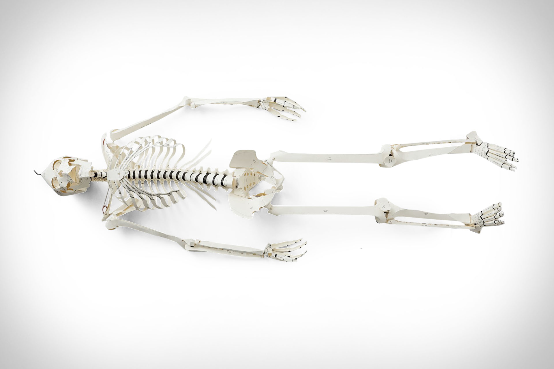 Build Your Own Skeleton | Uncrate