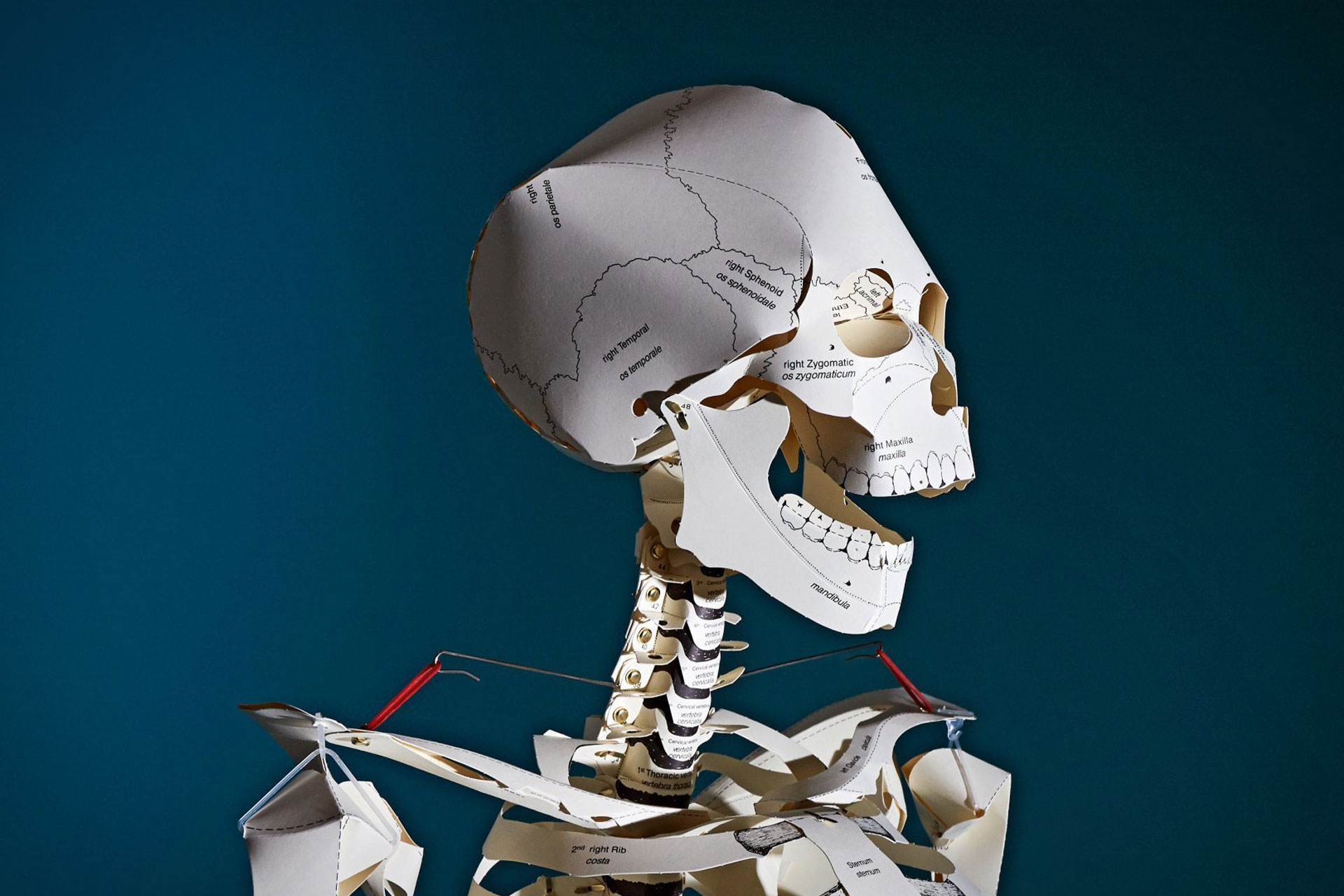 Build Your Own Skeleton | Uncrate