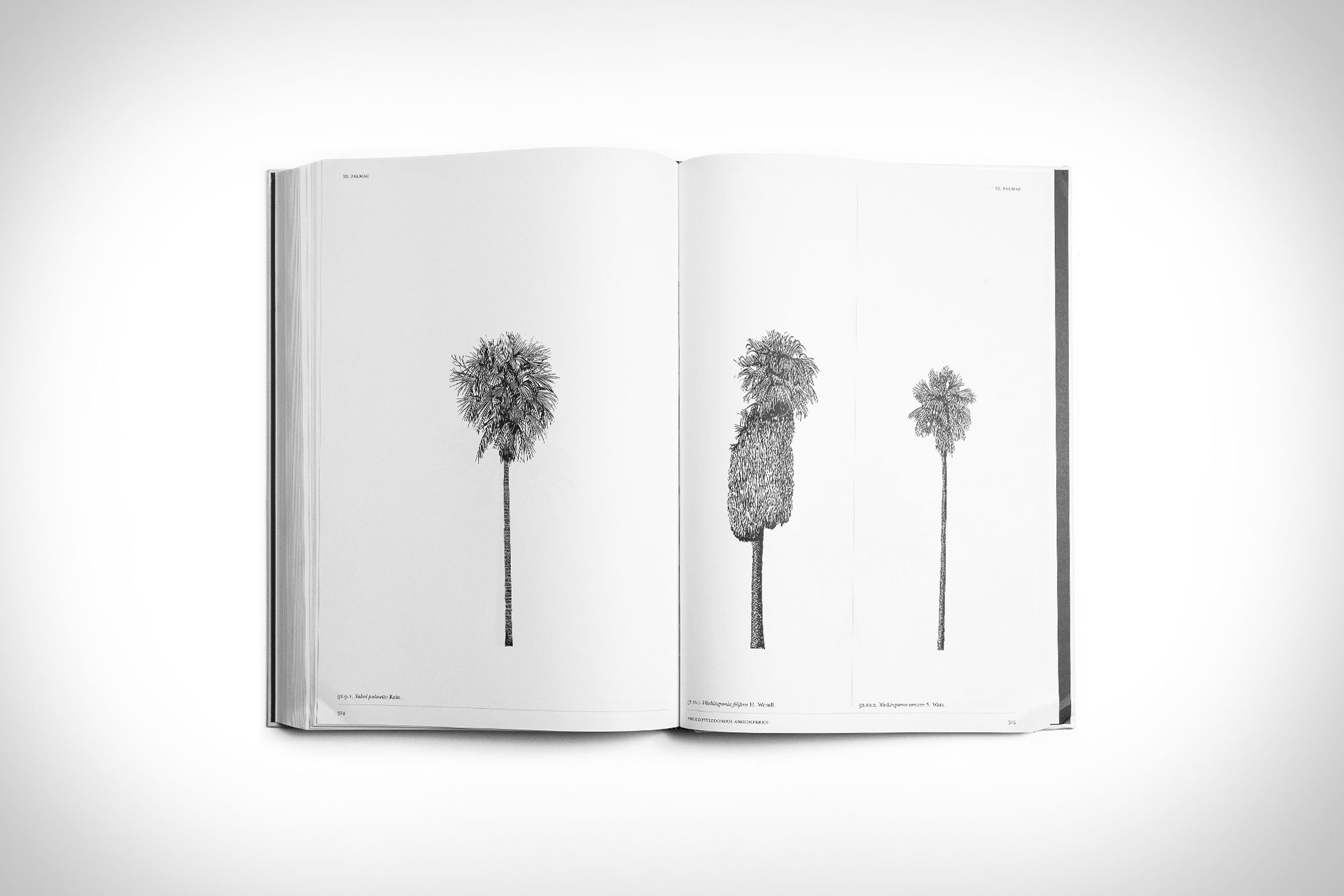 The Architecture of Trees | Uncrate