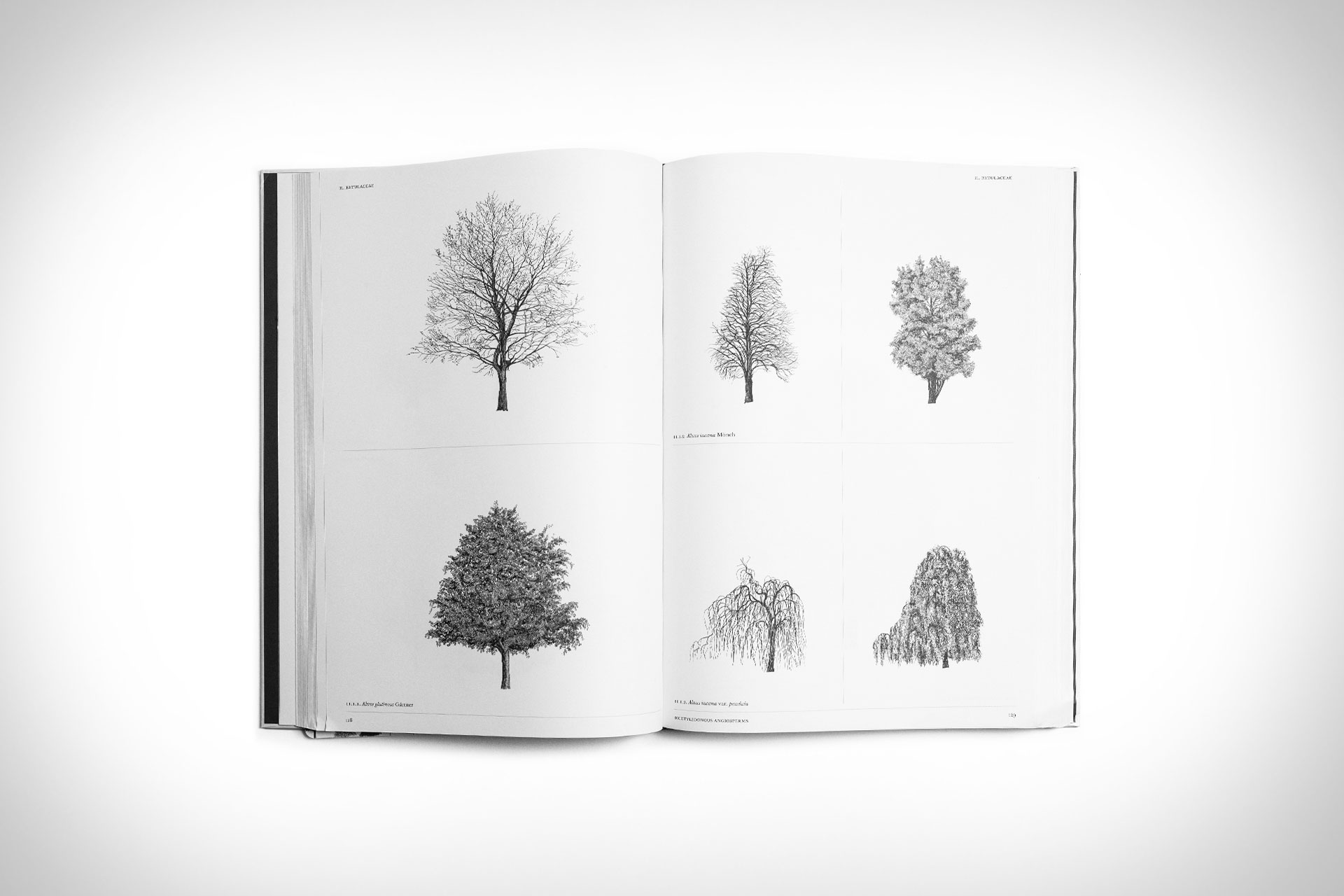 The Architecture of Trees | Uncrate